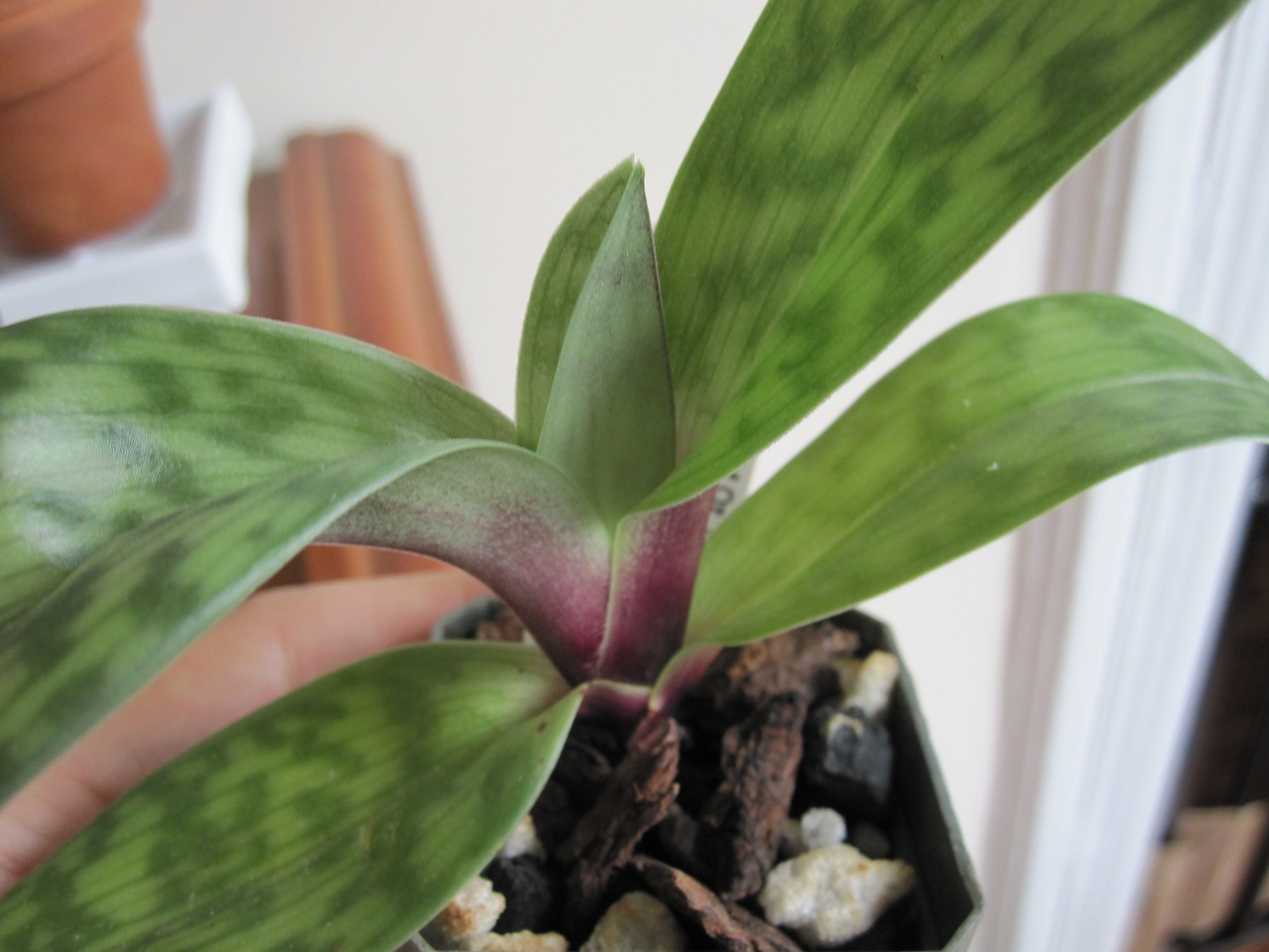 Lots of New Orchid Growth! | Brooklyn Orchids