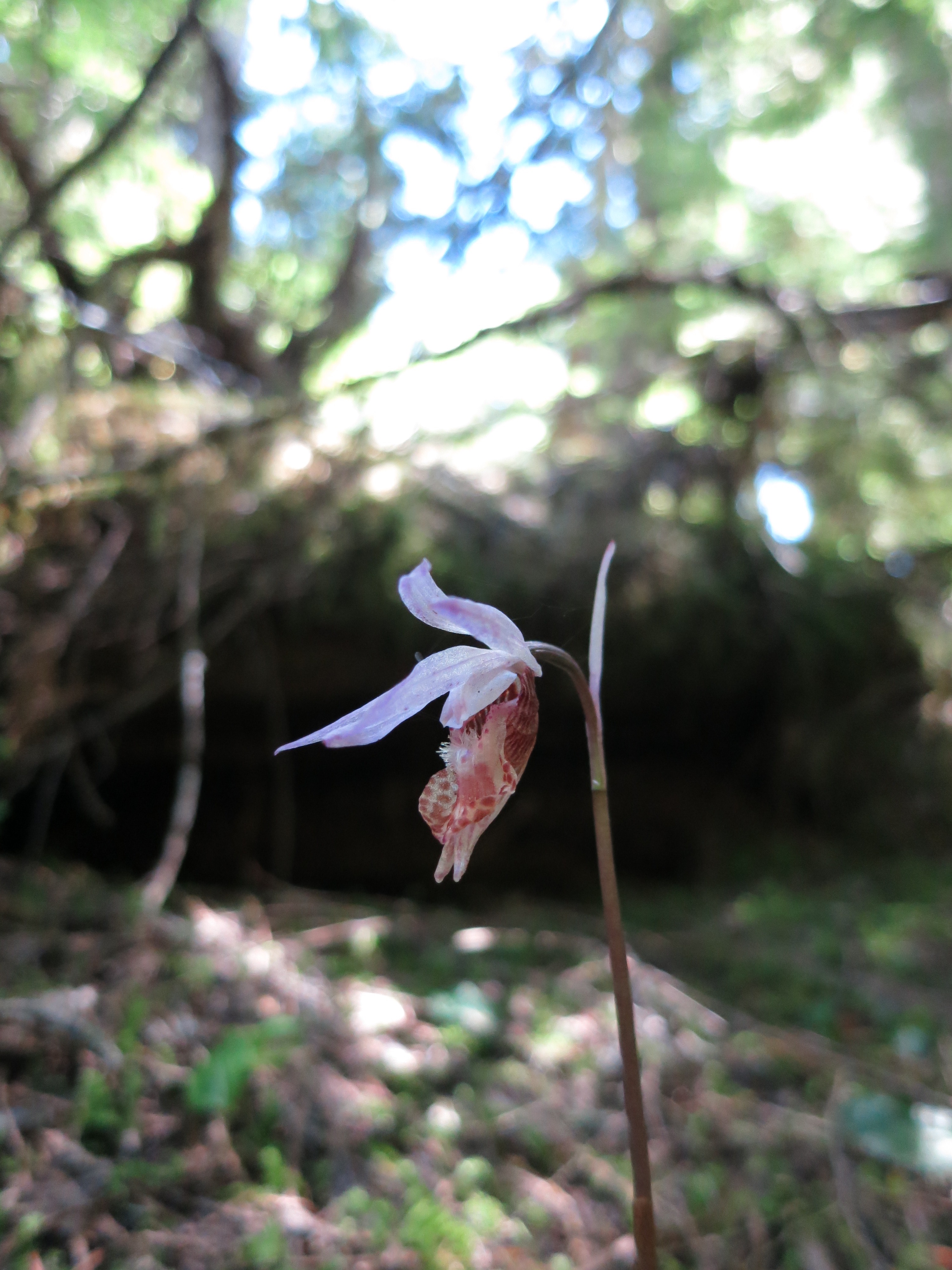 Wild Fairy Slipper Orchid Spotting in the Oregon Forest | Brooklyn Orchids