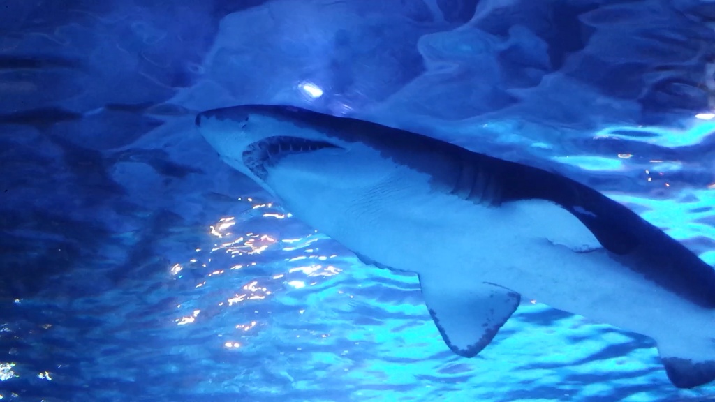 Shark bridge adventure aquarium - clkiza