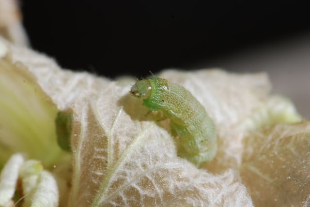 Bug of the Week: Budworm – Growing With Science Blog