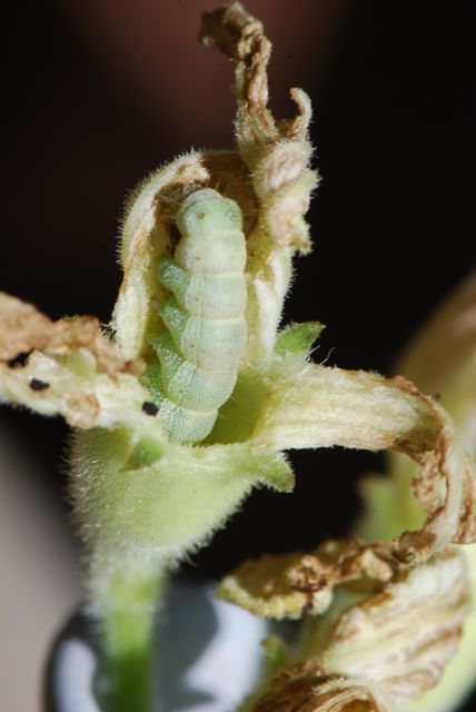 Bug of the Week: Budworm – Growing With Science Blog