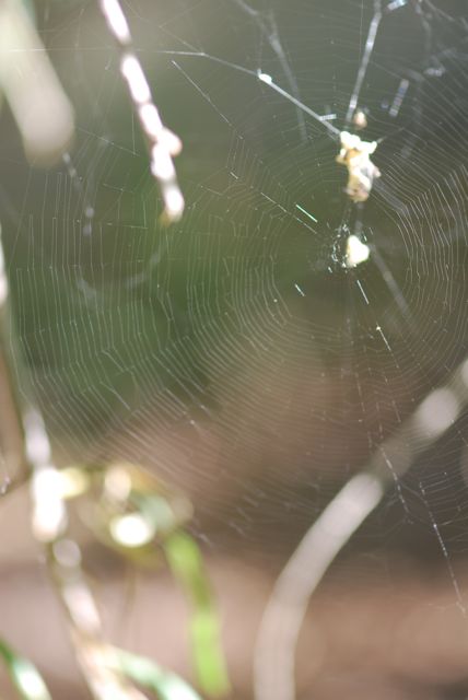 Bug of the Week: Orb Spider – Growing With Science Blog