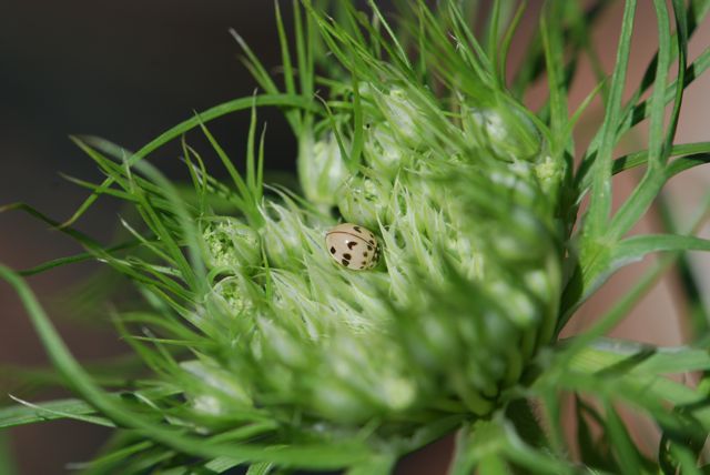 lady beetle – Growing With Science Blog