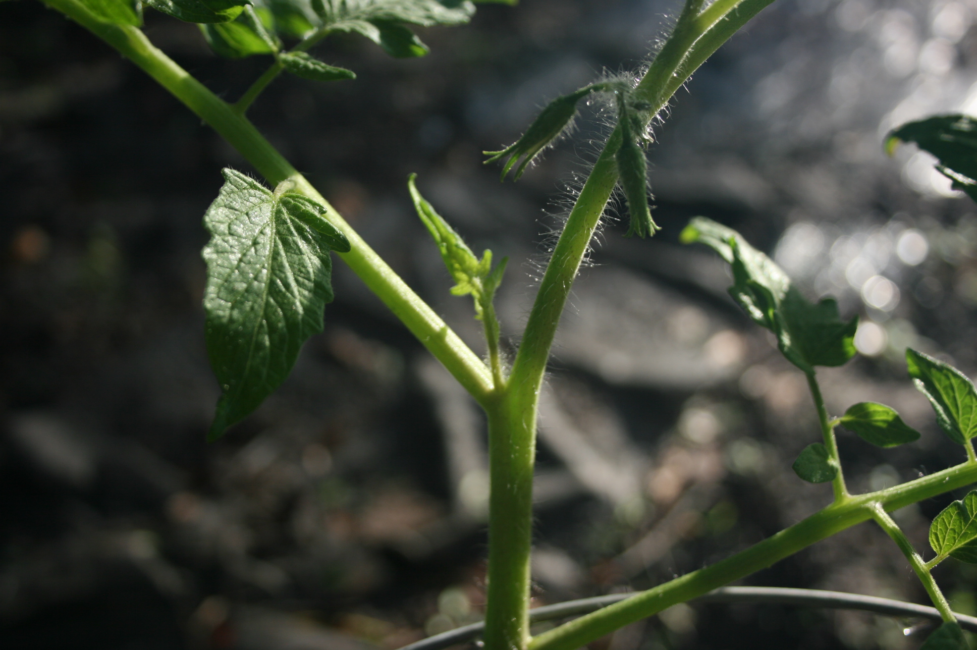 Pinching and Planting - BloominThyme