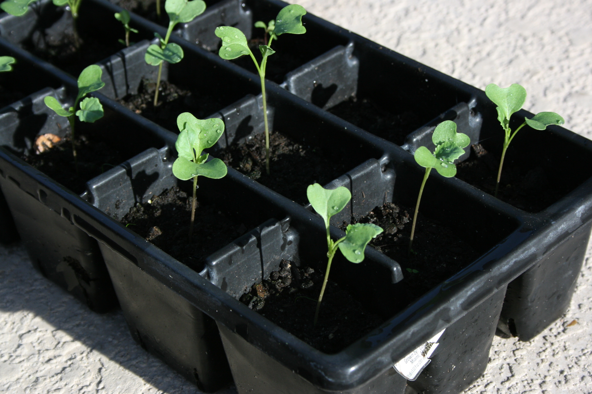 How to Grow Broccoli and Cauliflower - An Easy Guide for Gardening ...