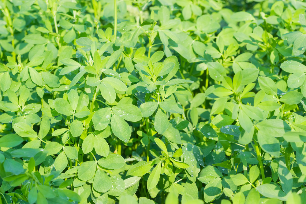 Time to Prioritize Your Soil with Cover Crops During Winter