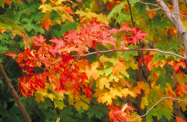 Fall colors – Blue Ridge Muse