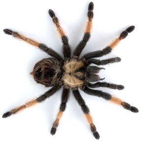 RAGNI VELENOSI: LA MALMIGNATTA O VEDOVA NERA MEDITERRANEA | il ...