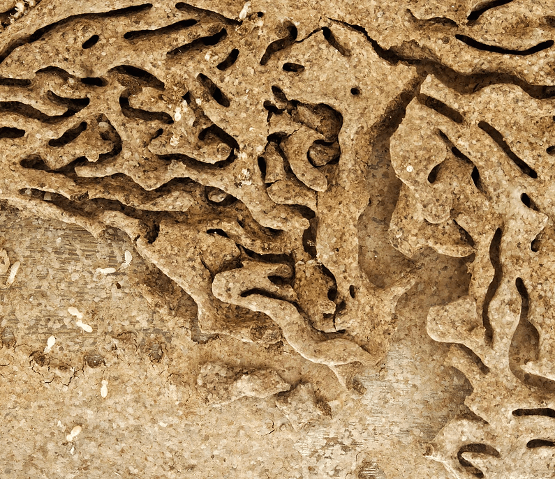 Comején Residencial - Boom Pest Control