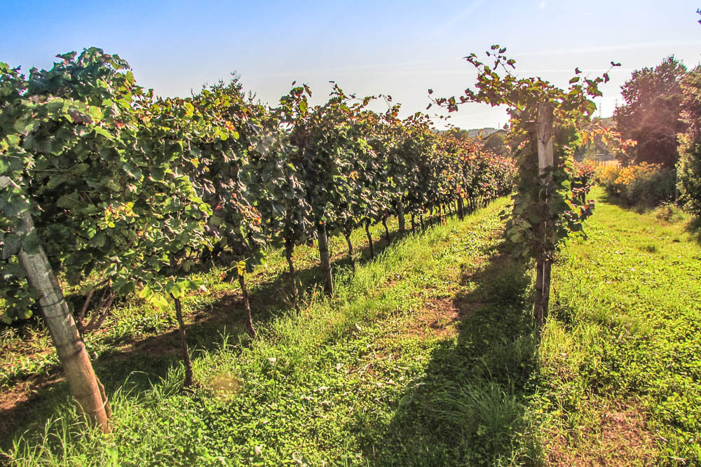 Una mattinata a Jamiano fra orti e vigneti carsici - Bora.La