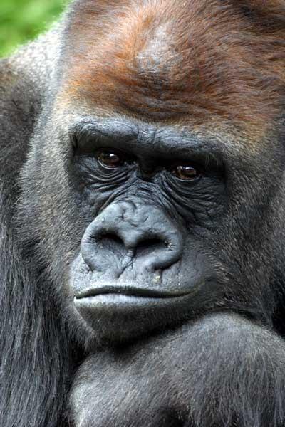 Jokes | Bradley's Animal Place