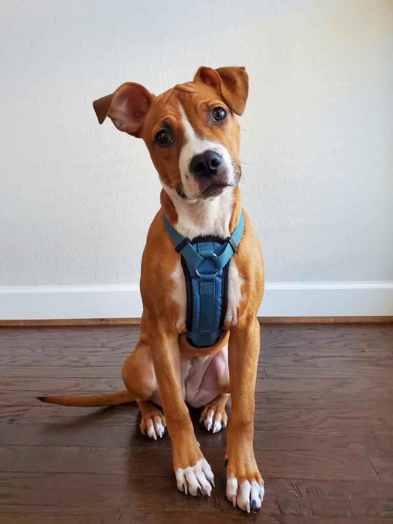 Adopt Out of State | Brave Bully Rescue