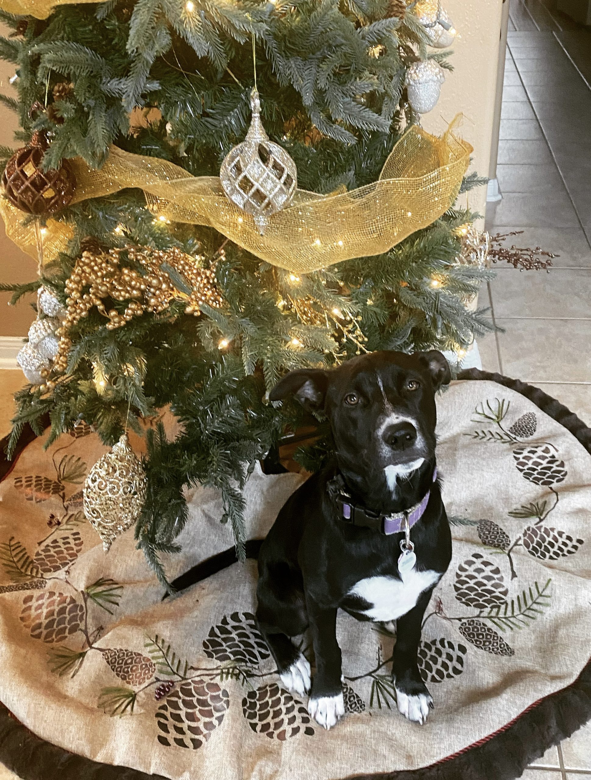 Adopt | Brave Bully Rescue