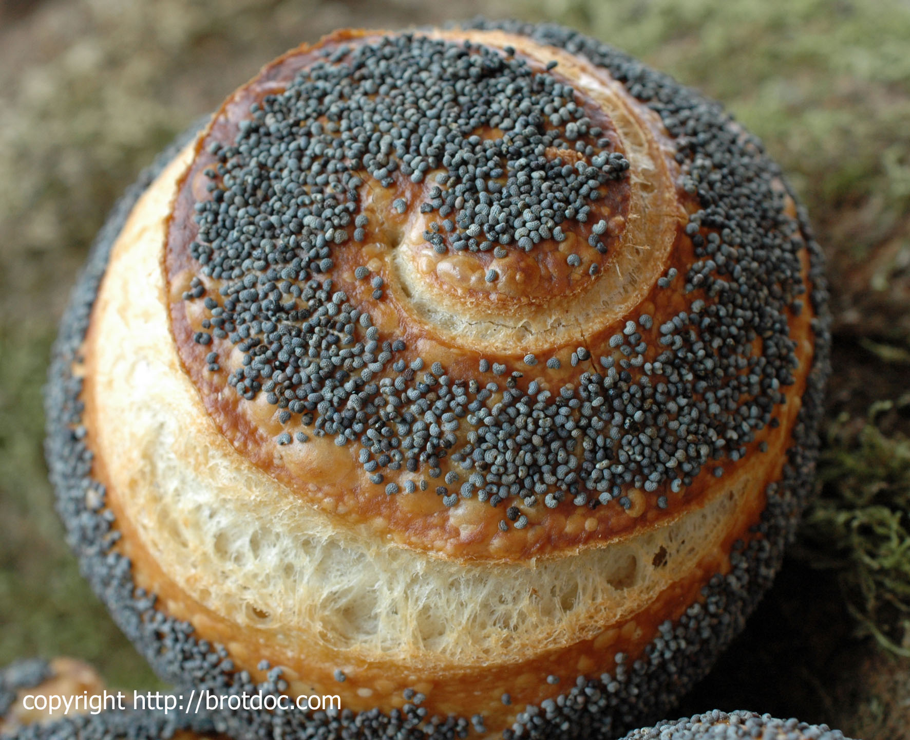 Mohnbrötchen – Poppy Seed Rolls | der brotdoc