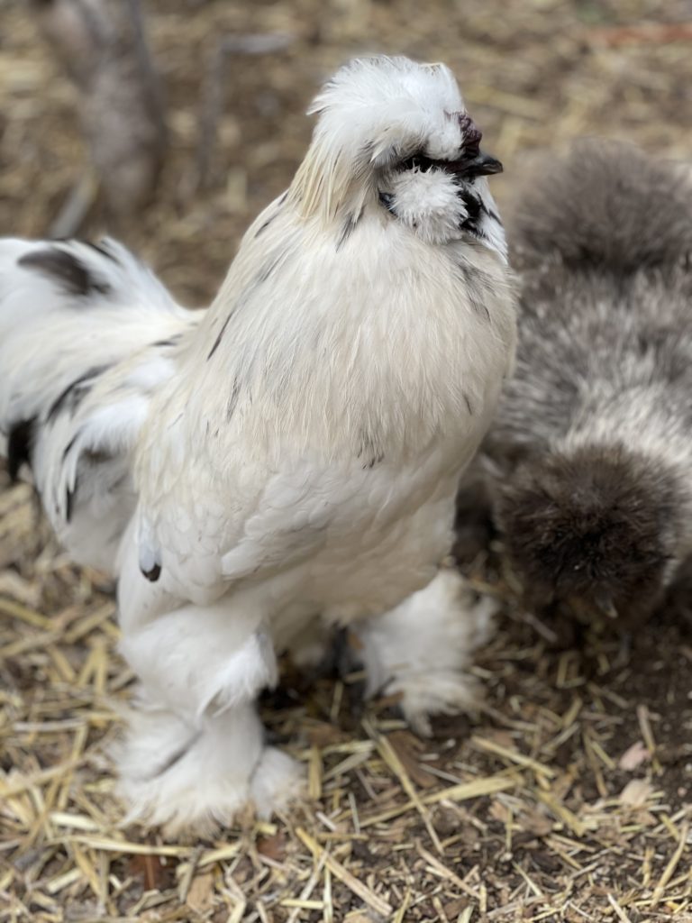 Products – Buckaboo Farm