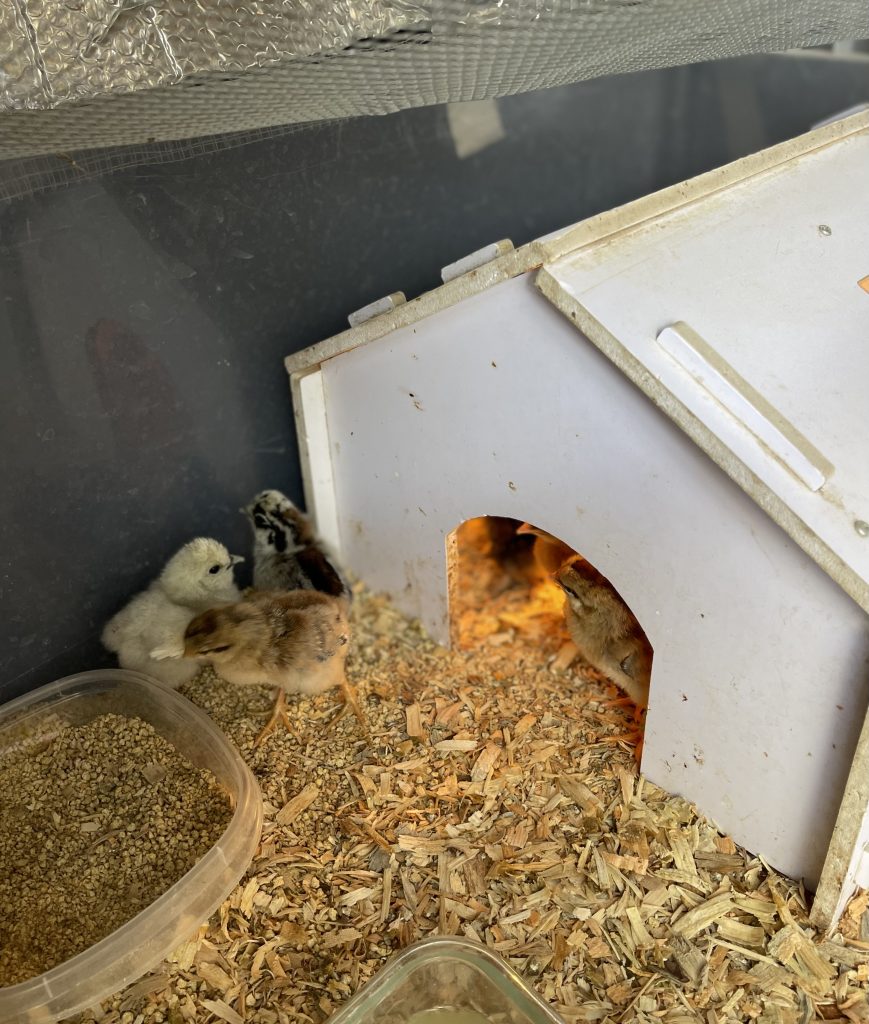 Setting Up Your Brooder - Buckaboo Farm