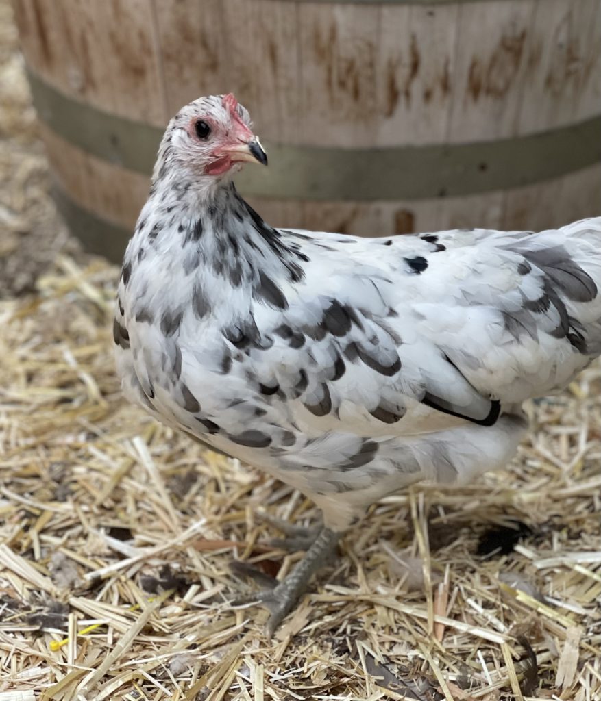 Meet the Flock - Buckaboo Farm