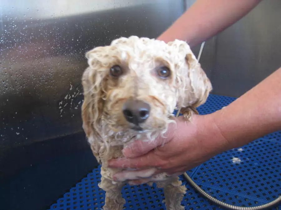 Why Poodles Are The Worst