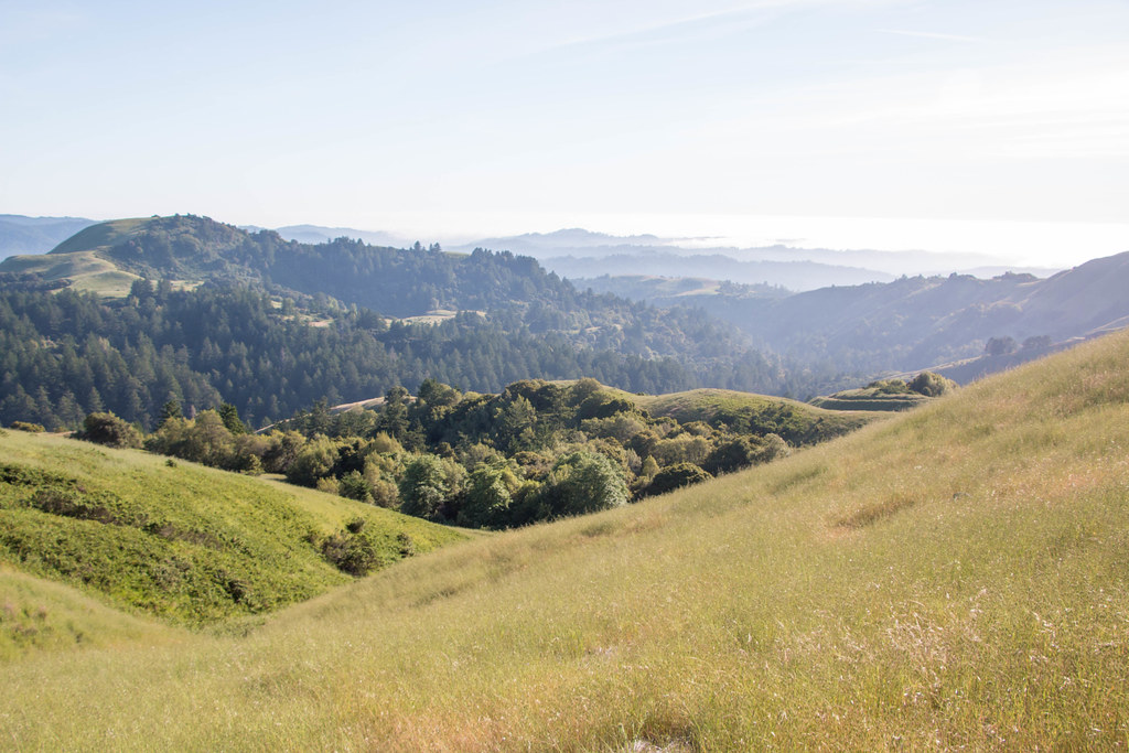 Late Spring at Russian Ridge Open Space Preserve – MilaDidIt
