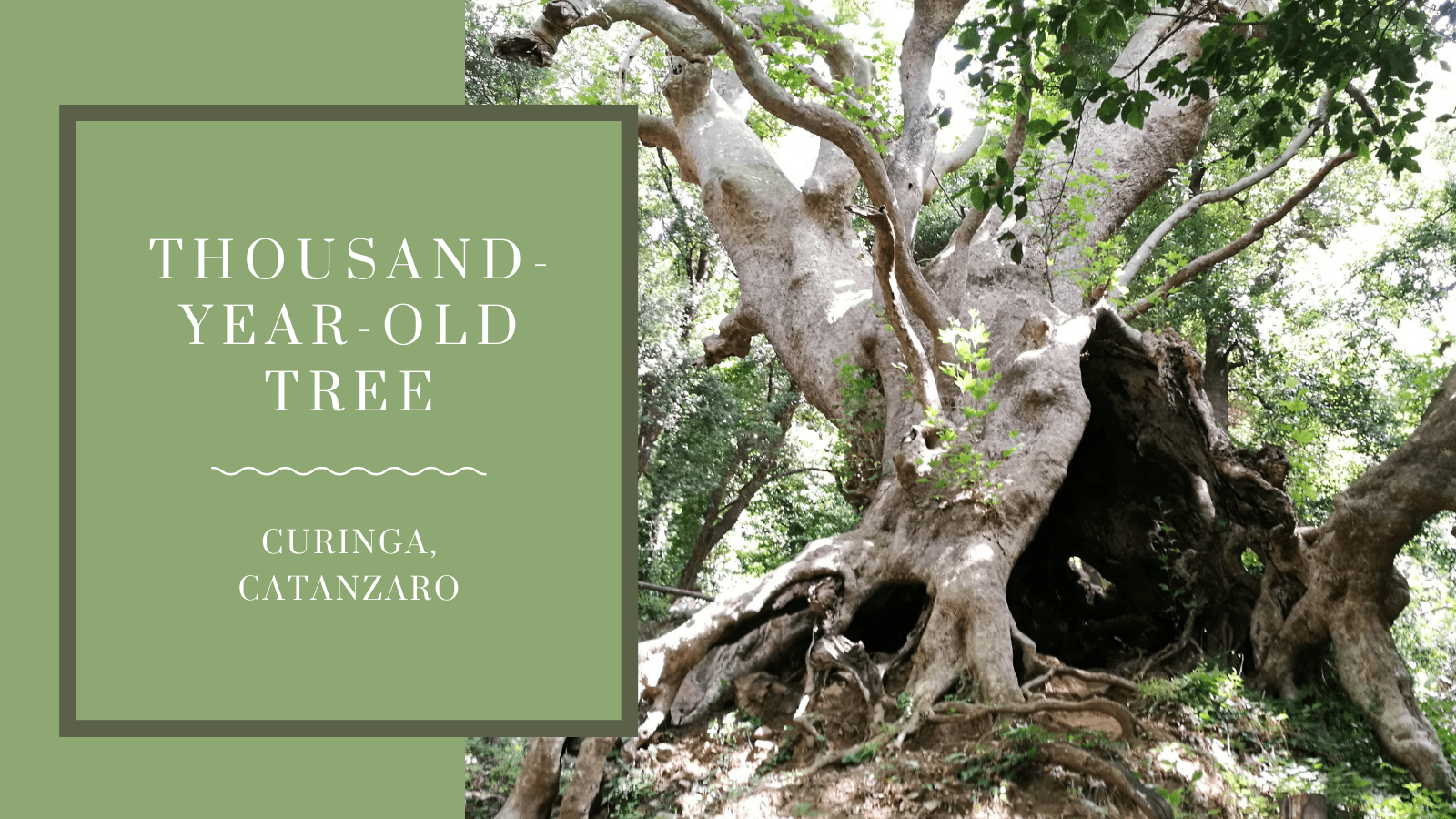 Curinga: Ancient Plane Tree - Calabrisella Mia