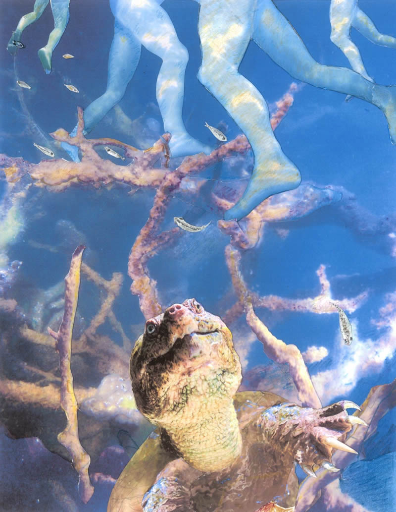 Snapping Turtles - State of the Waters: Cape Cod