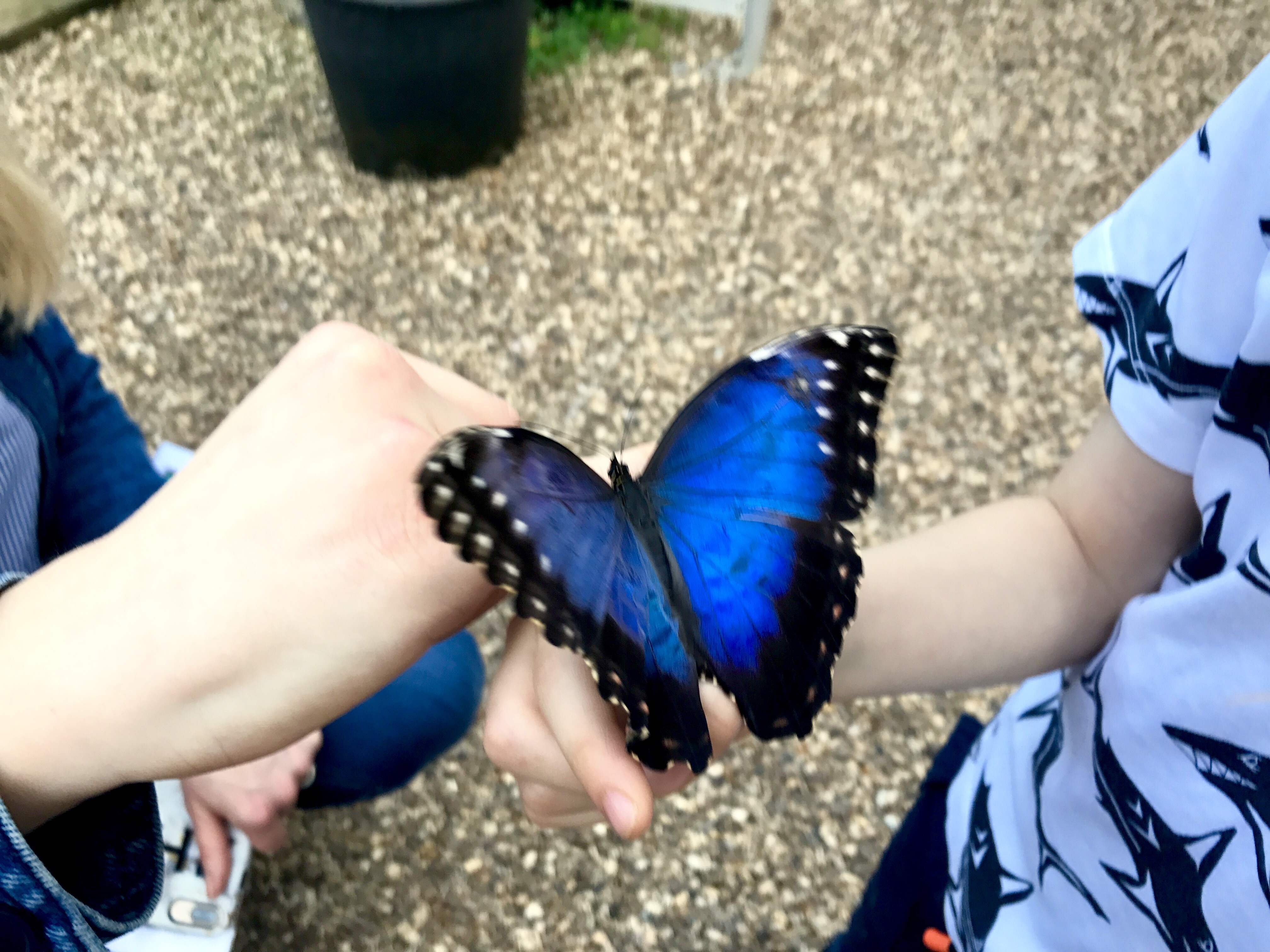 An afternoon at Wye Valley Butterfly Zoo and The aMazing Hedge Puzzle ...
