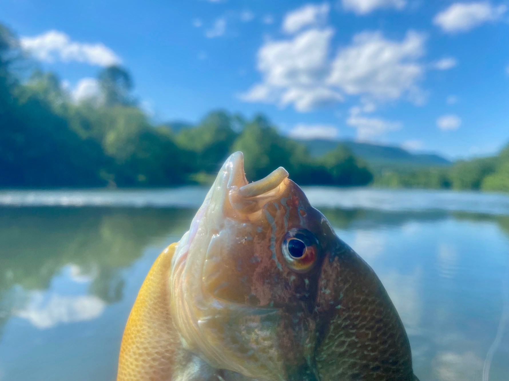 All Rising Fish - Casting Across