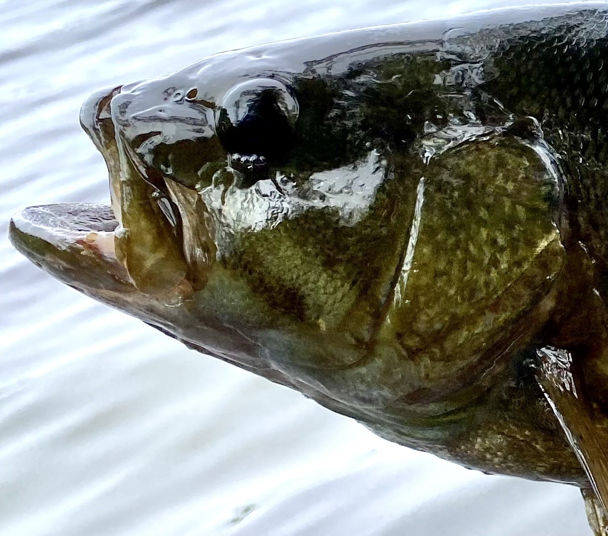Smallmouth: A Fly Gear Primer - Casting Across