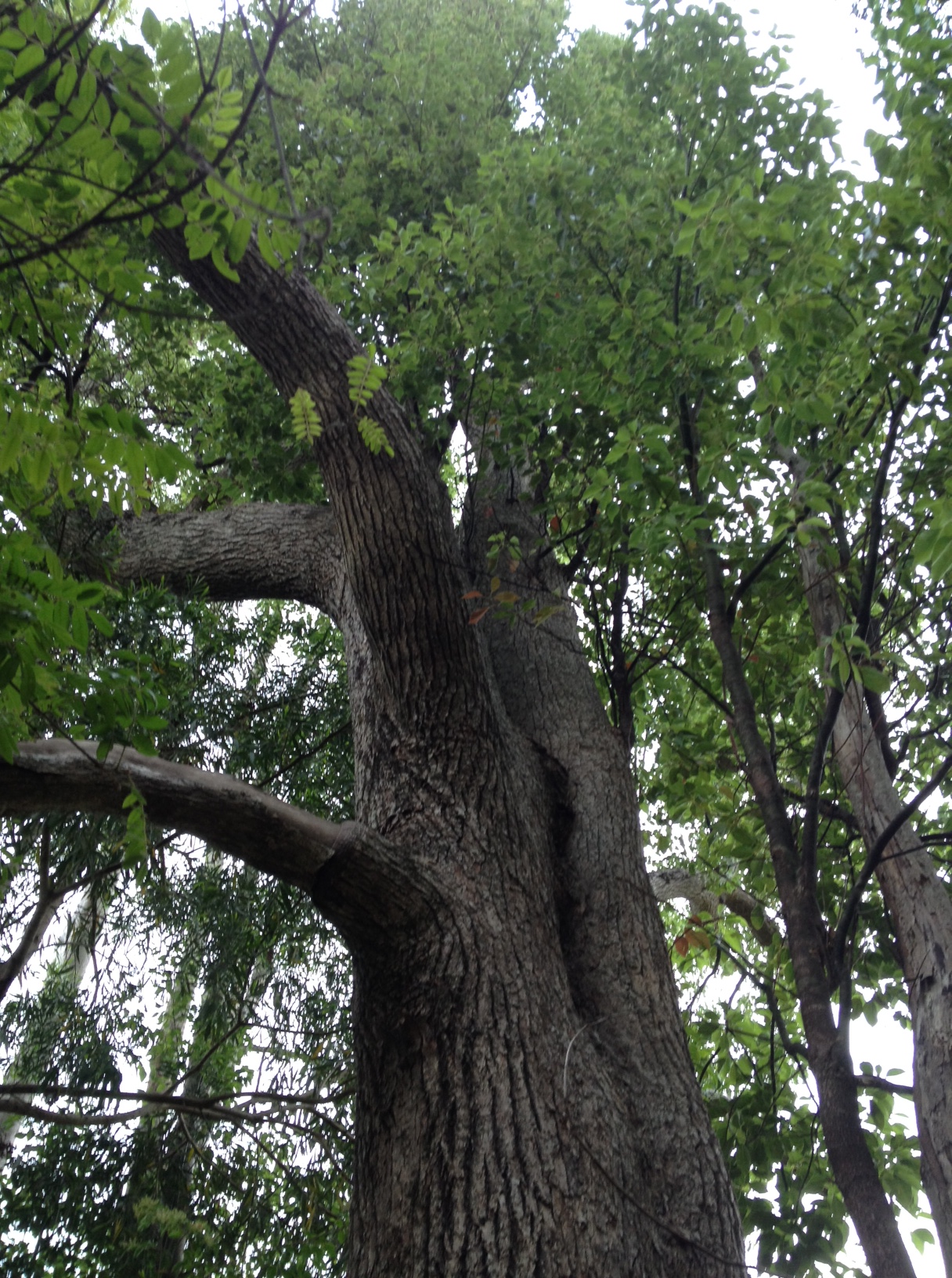 The Bee Tree | Cauldrons and Cupcakes