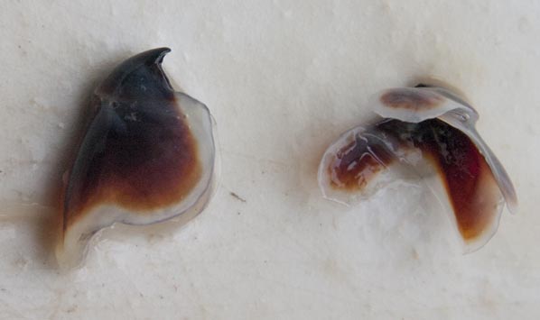 Octopus Beak