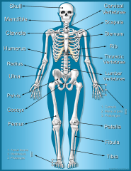 Skeletal System Practice Test Analiciabr Skeletal System Practice Test Analiciabr