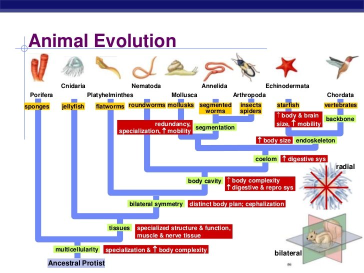 a-key-feature-of-animal-body-plans-abimald