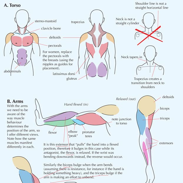 Basics of the Human Body – Cedarseed