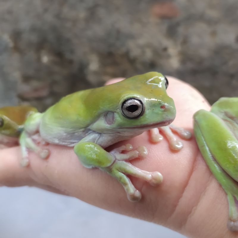 Yellow Dumpy Tree Frog For Sale - animal kingdom rapids