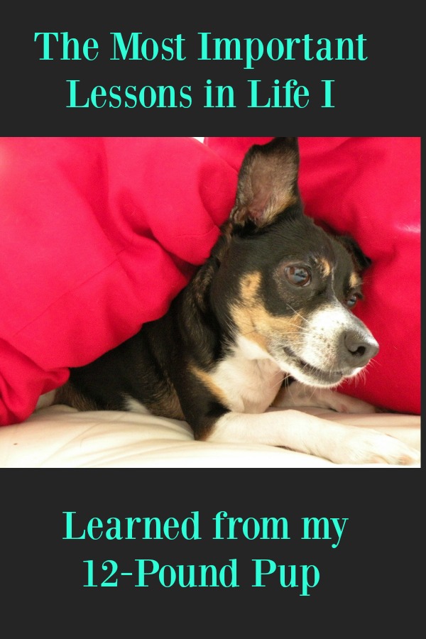 The Most Important Lessons in Life I Learned from my 12- Pound Pup ...