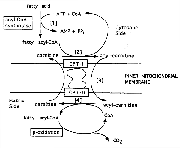 Role of Carnitine | Carnitine Transporter Deficiency