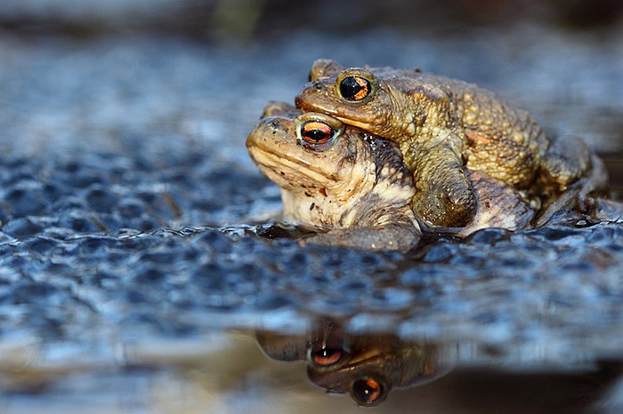Les amours du crapaud commun | Christophe Salin – Photographe Nature et ...