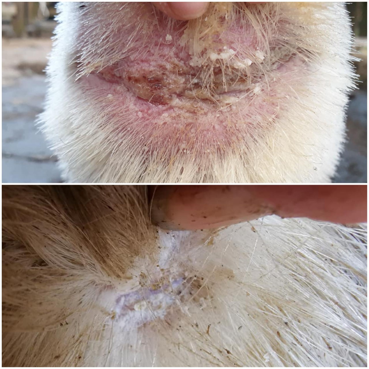 Pictures Of Feather Mites In Horses