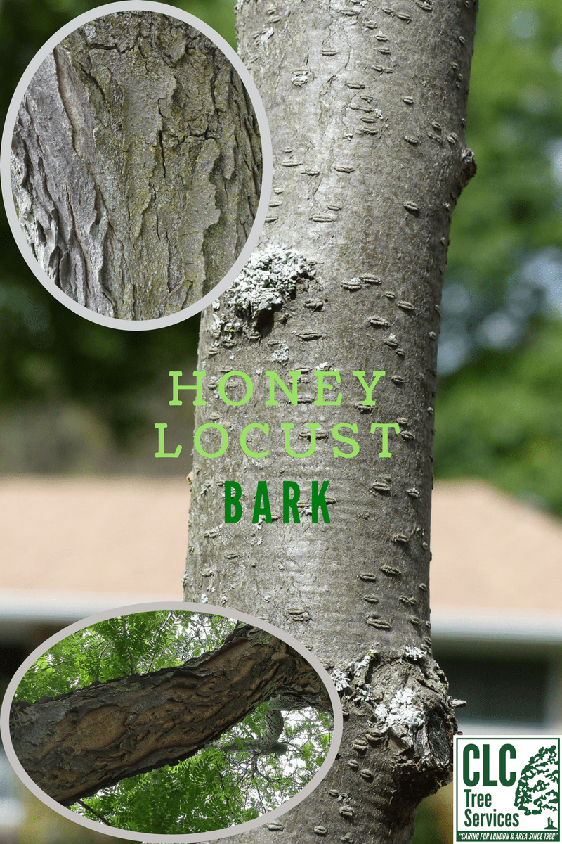 Honey Locust - A Sweet Tree to Plant | CLC Tree Services