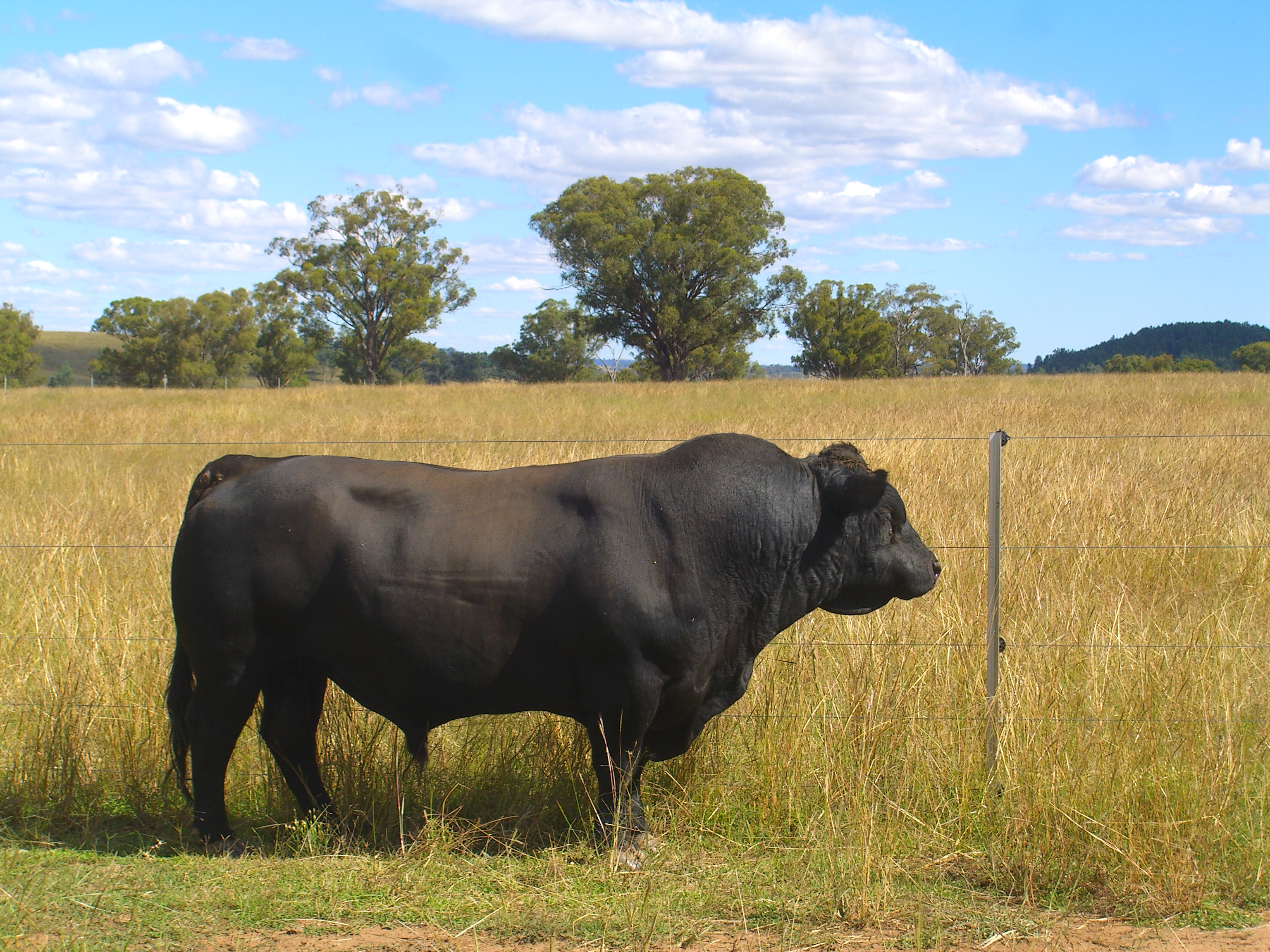 Australian Beef Cattle Exports Cluny Livestock Exports Pty Ltd australian-beef-cattle-exports-cluny-livestock-exports-pty-ltd