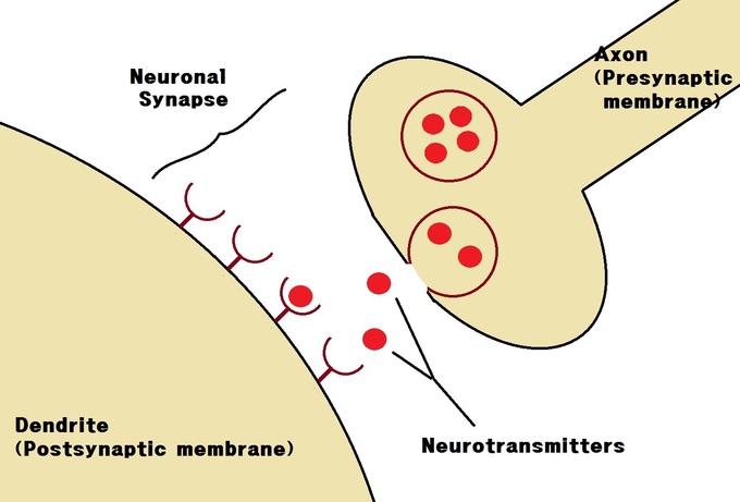 Changes In Synaptic Connections Underlie Memory And Learning - Memory ...