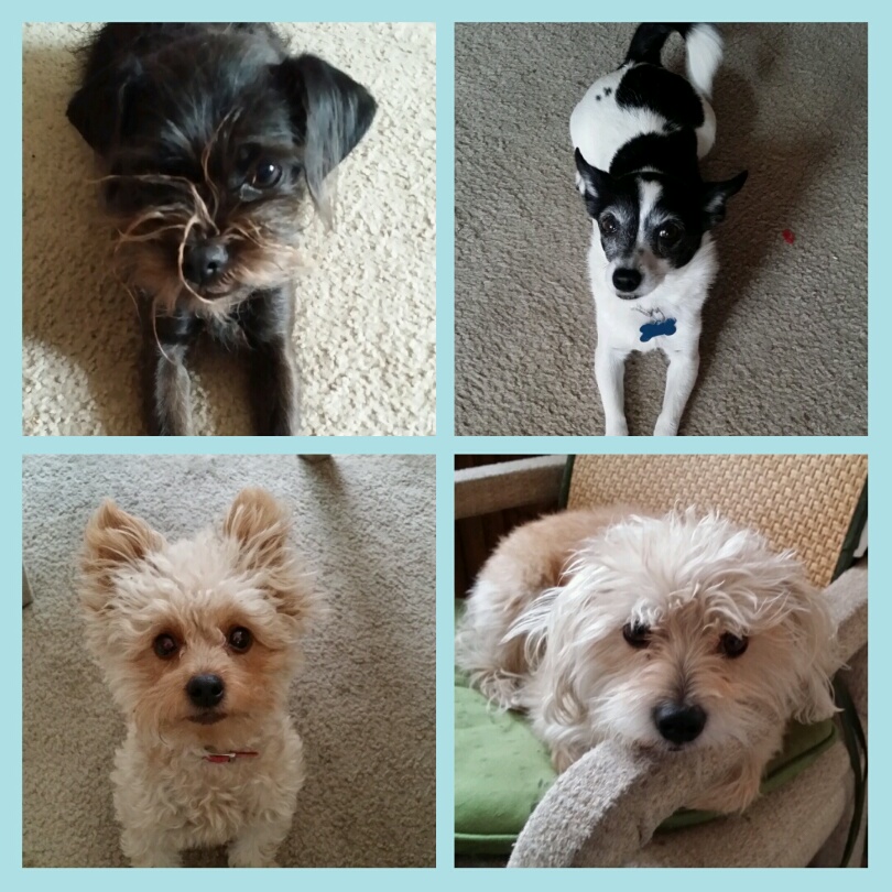 Meet the Pack, Part 2: The Little Dogs