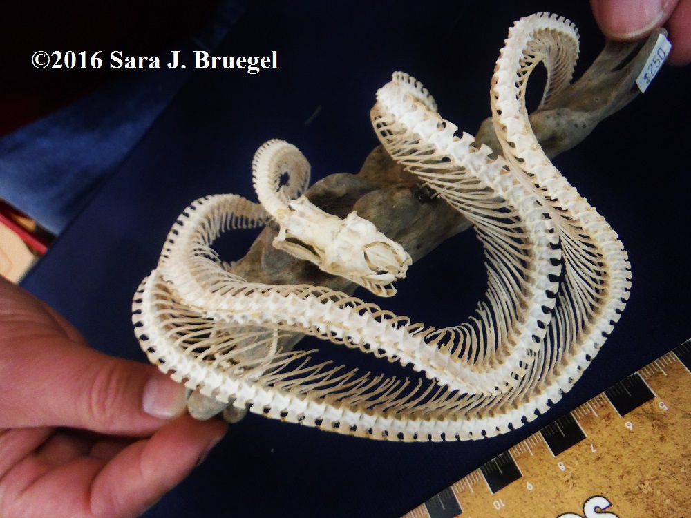 Exploring Living Fossils – Land Lovers – Part 3 – Creation Clues