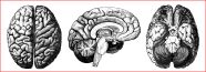 Human Brain Creature And Creator Human Brain Creature And Creator