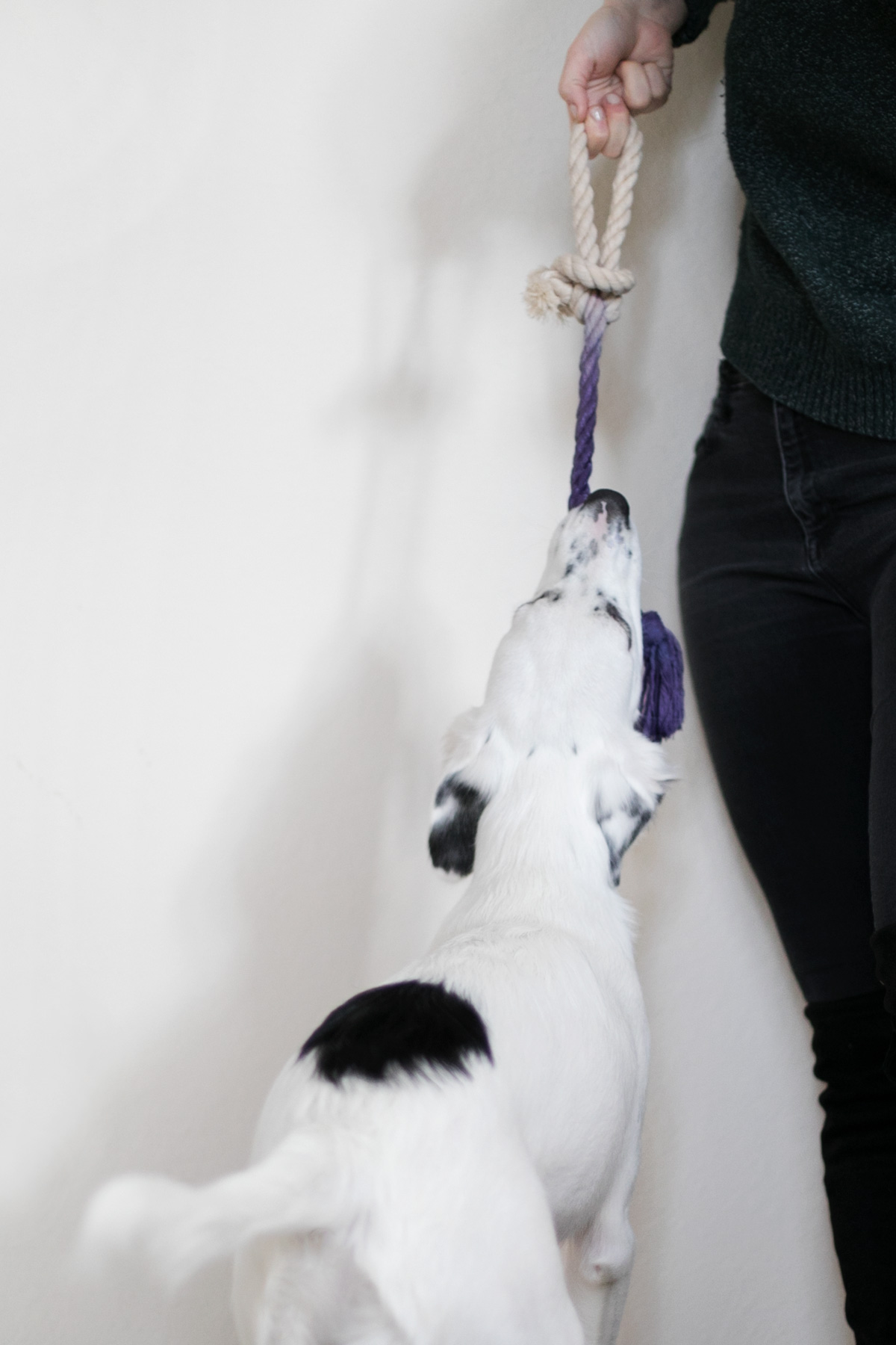 DIY All Natural Rope Toy for your Precious Pup | ctrl + curate