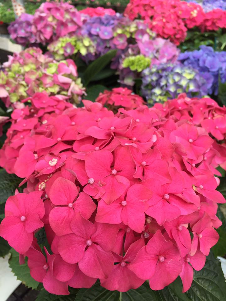 Blog- Custom Grown Greenhouse - We Sell Outdoor Flowers in Milwaukee