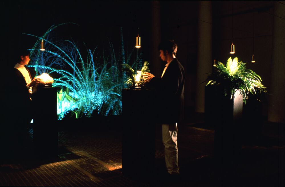 Interactive Plant Growing - DAM MUSEUM