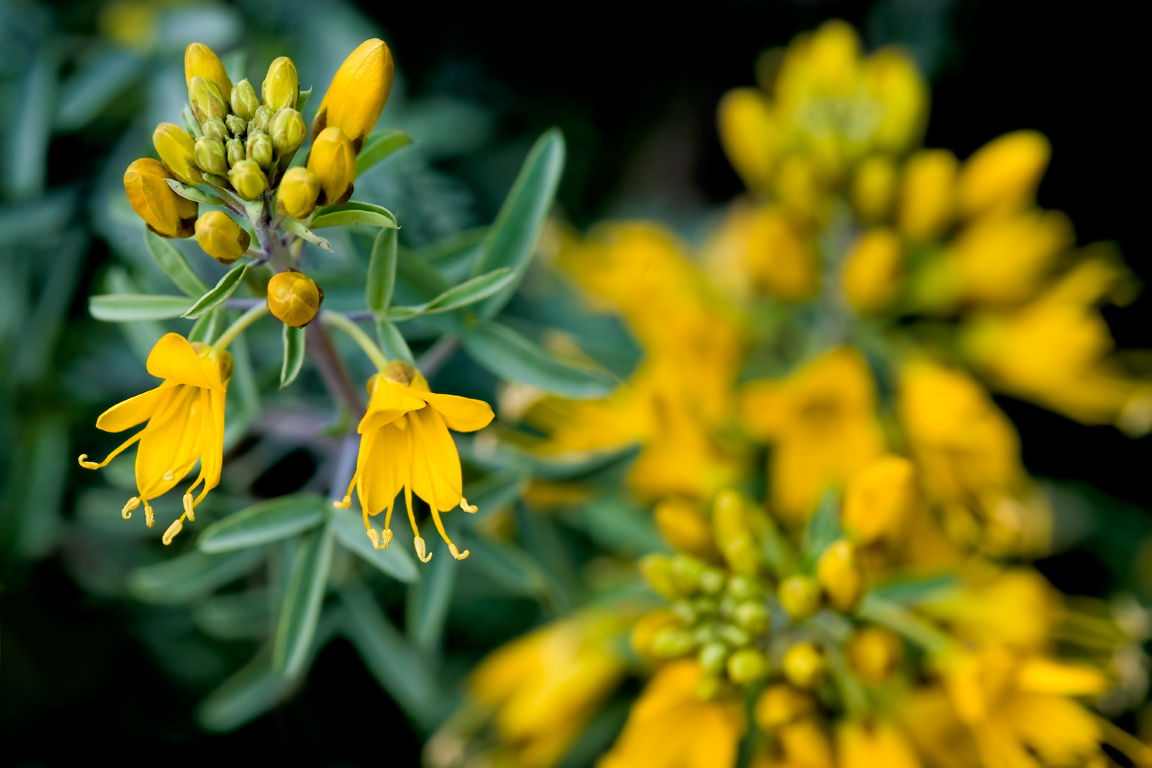 Bladderpod / Isomeris arborea – Deborah Small's Ethnobotany Blog