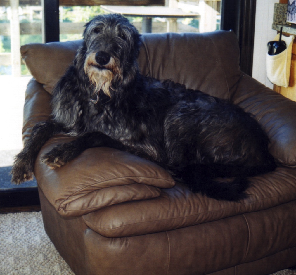 Breed Information – The Scottish Deerhound Club of America