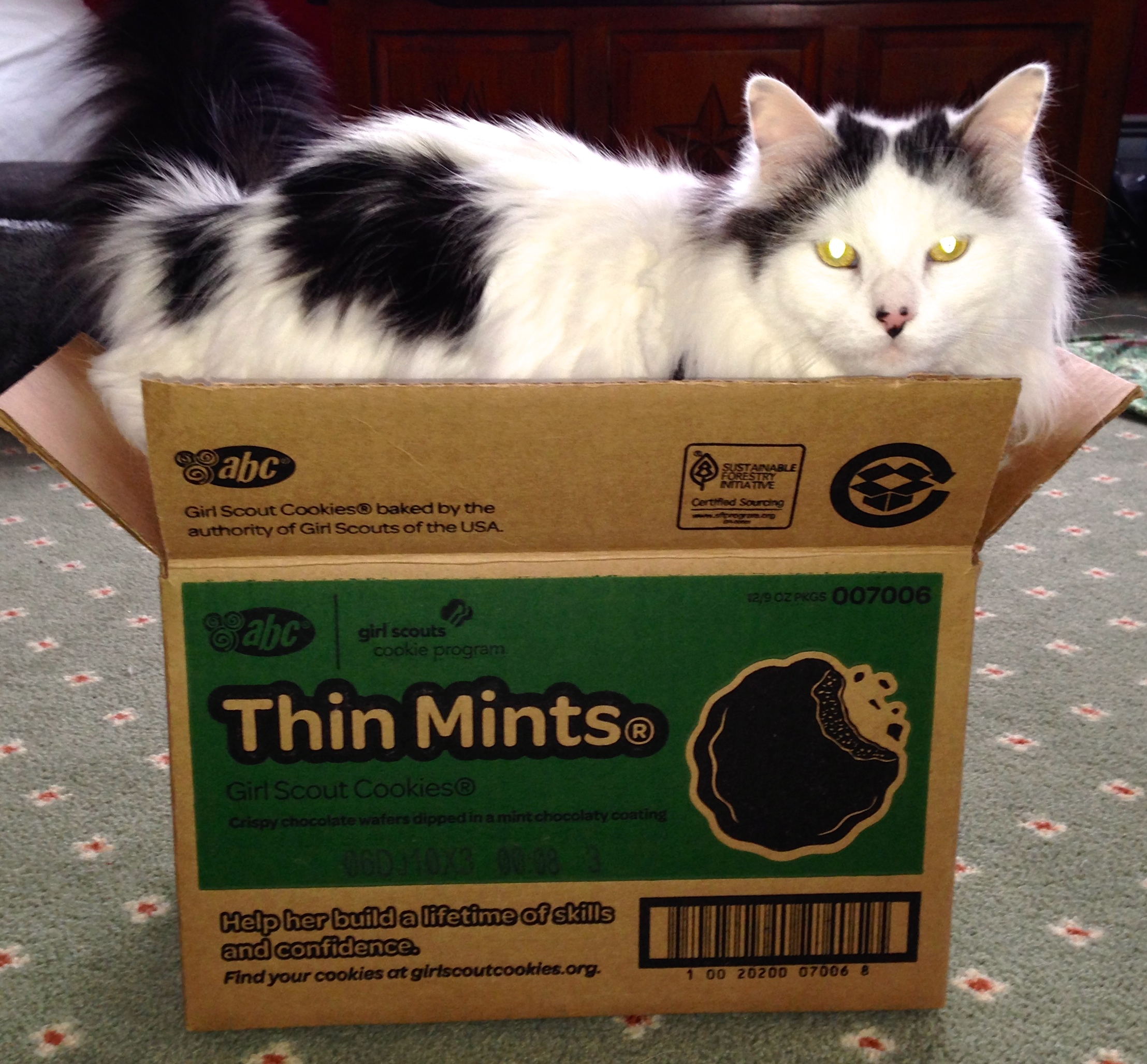 Torture by Thin Mint | The Maniacal Traveler